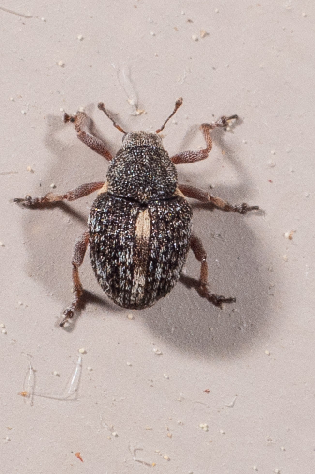 Minute Seed Weevils from Tracadie-Sheila, NB, Canada on June 08, 2021 ...