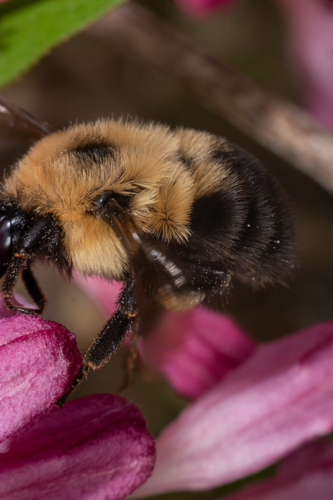 Two-spotted Bumble Bee from Tracadie-Sheila, NB, Canada on June 12 ...