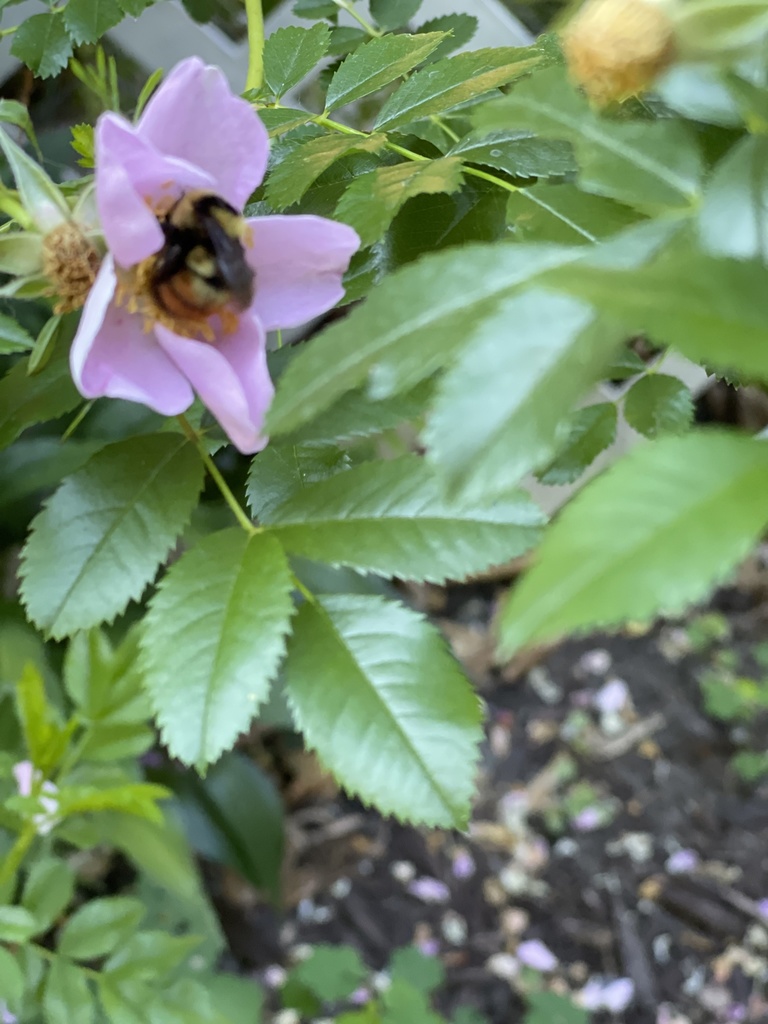 Red-belted Bumble Bee from Halifax Ave N, Robbinsdale, MN, US on June ...