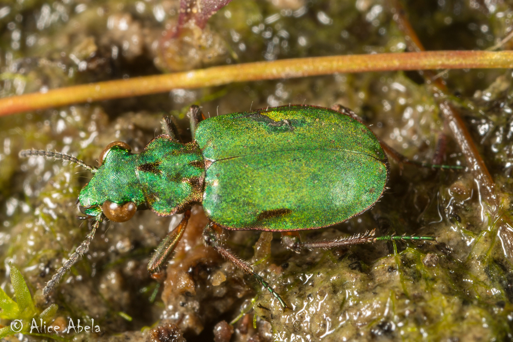 Green Ground Beetle