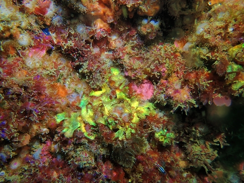 Fauchea repens · NaturaLista Colombia