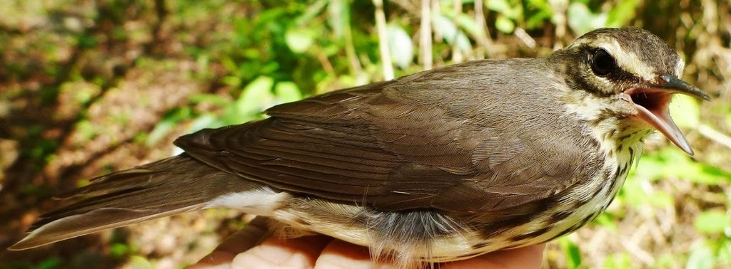 Northern Waterthrush (Birds of Cocobolo Nature Reserve) · iNaturalist