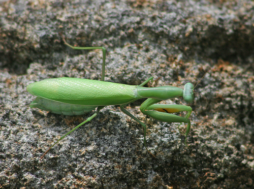 Paramantis viridis · iNaturalist