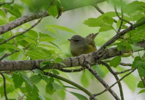 Mourning × Macgillivray's Warbler (Hybrid Geothlypis philadelphia × ...