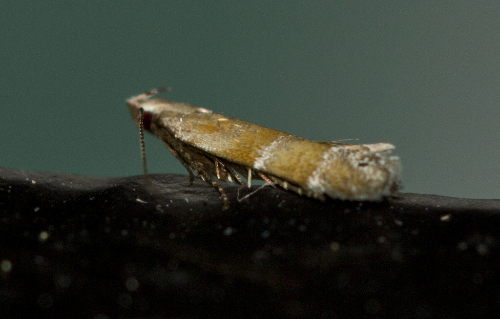 Orange Stripe-backed Moth in June 2021 by MaLisa Spring · iNaturalist