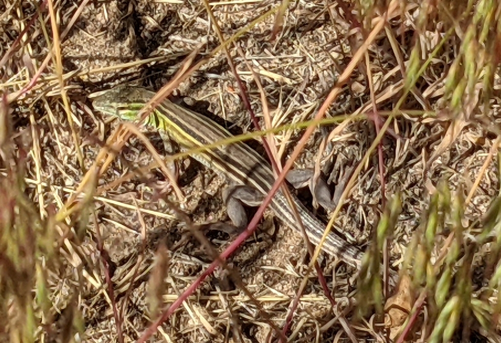Prairie Racerunner from Salida, CO 81201, USA on June 12, 2021 at 09:32 ...