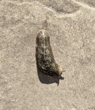 Florida Leatherleaf Slug from SW 11th Ave, Gainesville, FL, US on June ...