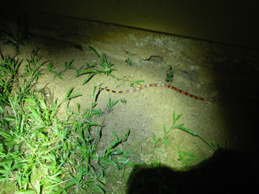 Forest Flame Snake from El Castillo, El Castillo, リオ・サン・フアン, NI on May ...