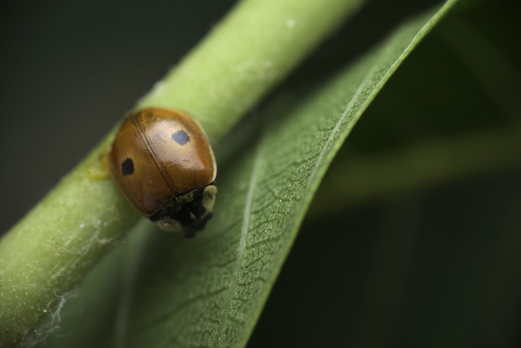 Two-spotted Lady Beetle in June 2021 by Panagiotis Dalagiorgos ...