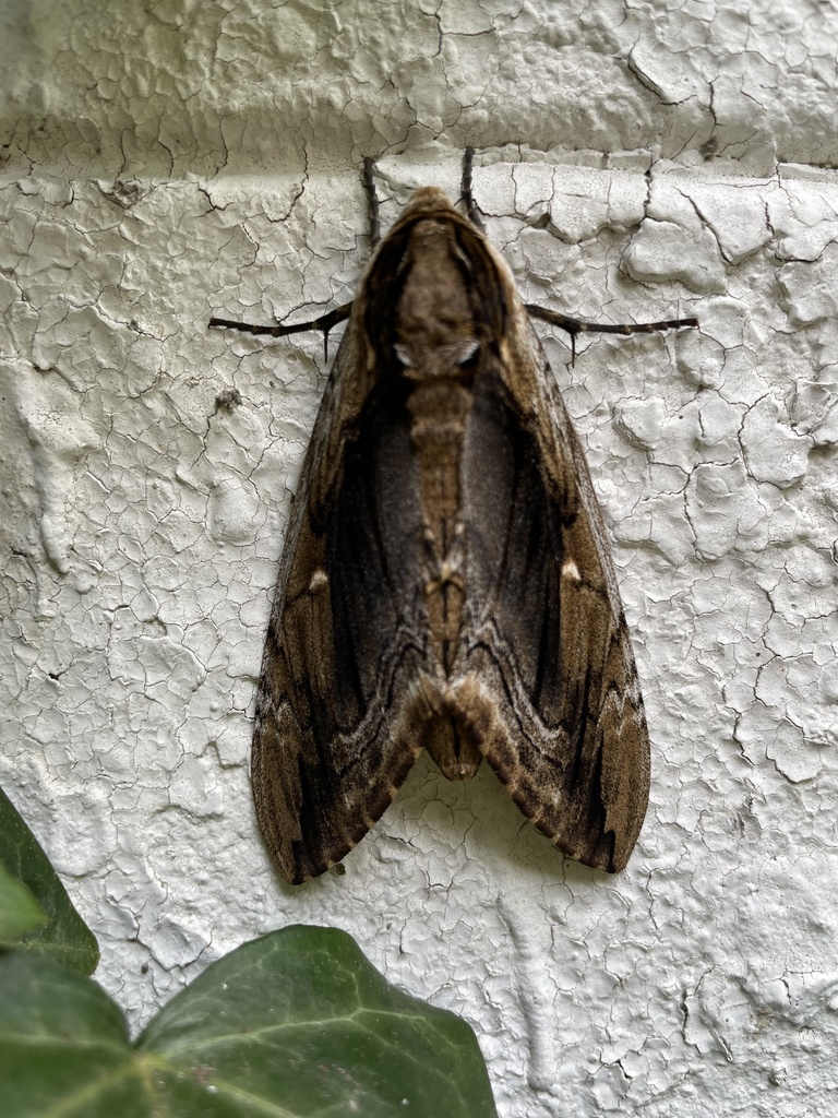 Elm Sphinx from Long Island, New York, NY, US on June 13, 2021 at 05:37 ...