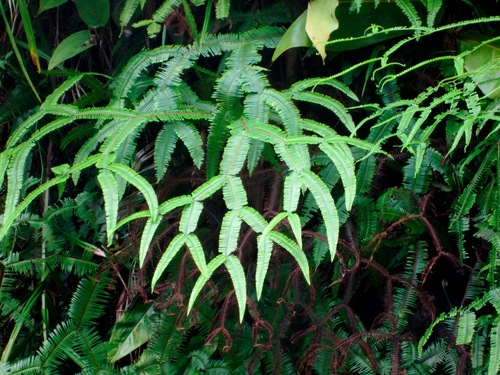 Gleichenia truncata · iNaturalist