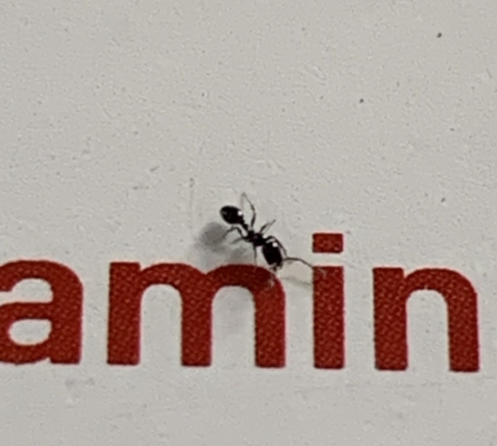 Monomorium minimum from Freshwater Crk, Chico, CA, US on June 13, 2021 ...