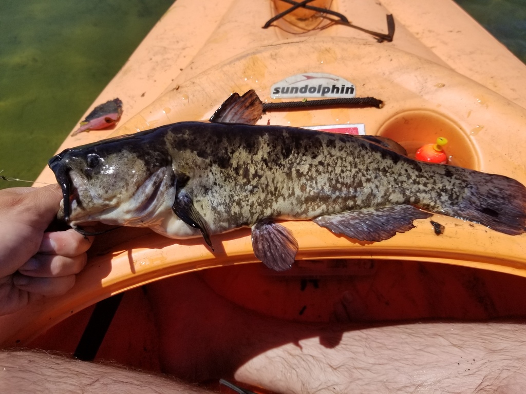 Brown Bullhead from Kalamazoo County, MI, USA on June 13, 2021 at 12:59 ...