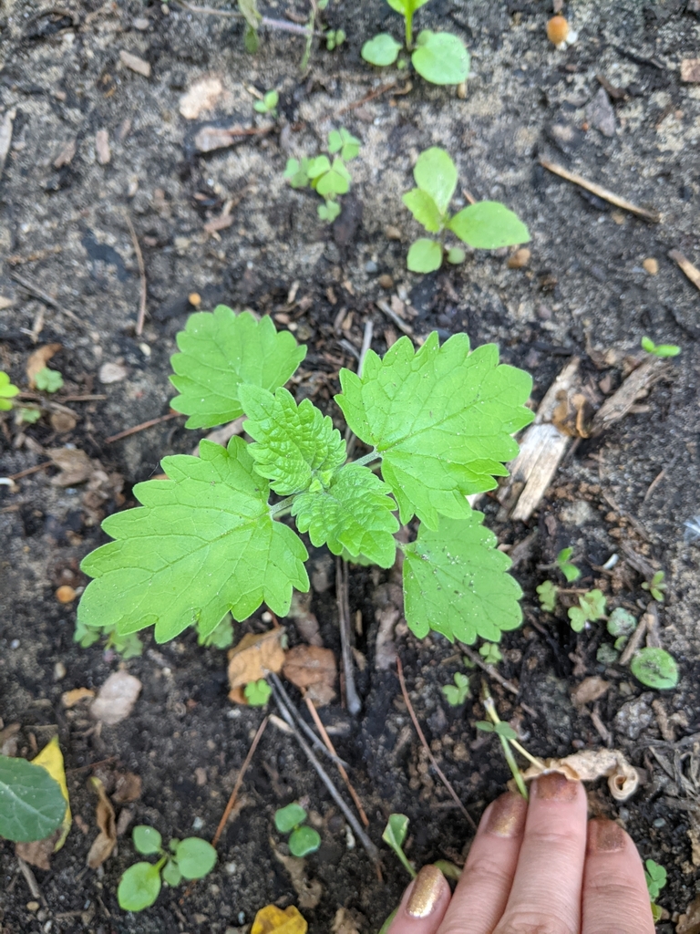 Catnip from Lansing, MI 48906, USA on June 13, 2021 at 07:55 PM by ...