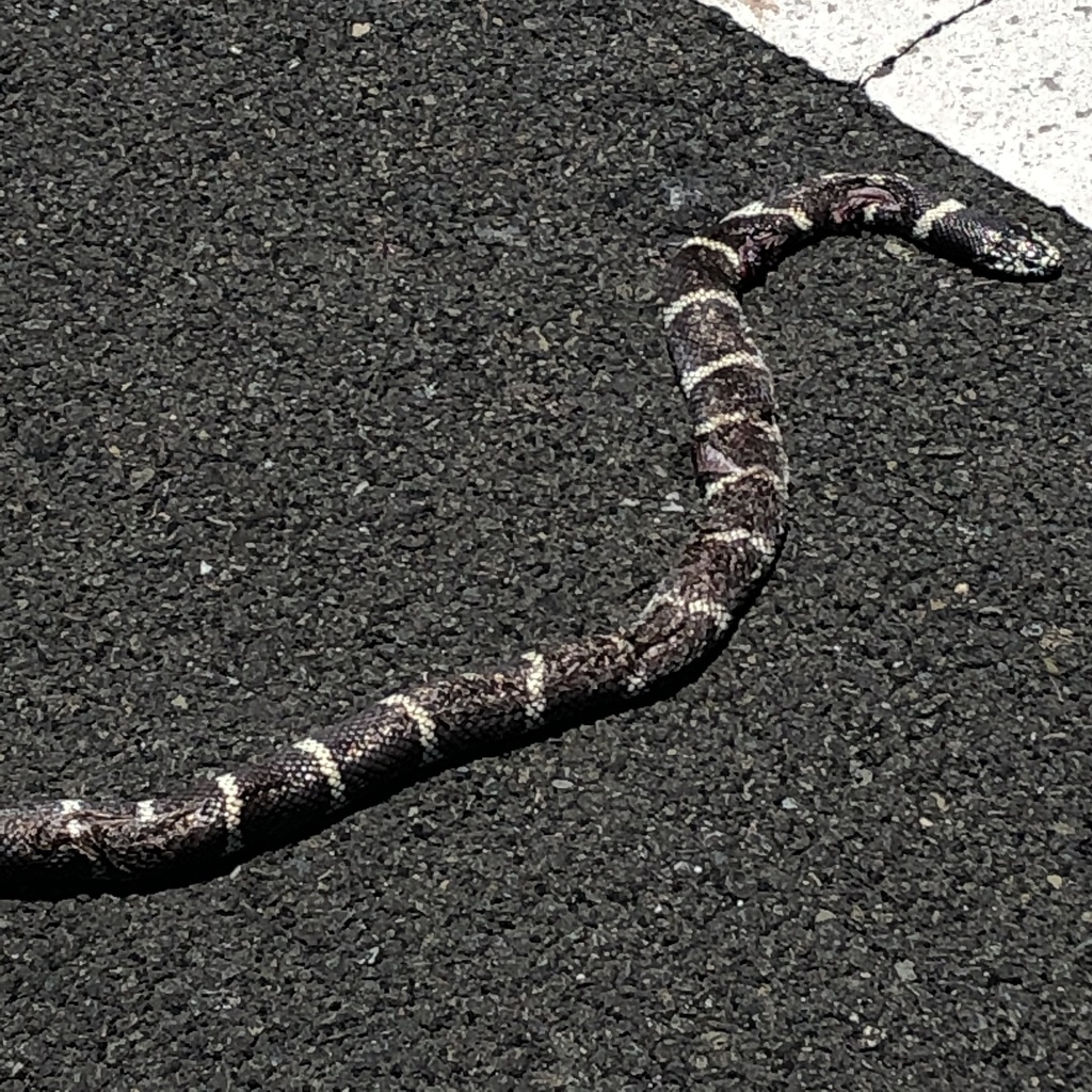 California King Snake from Dougherty Rd, Dublin, CA, US on June 13 ...