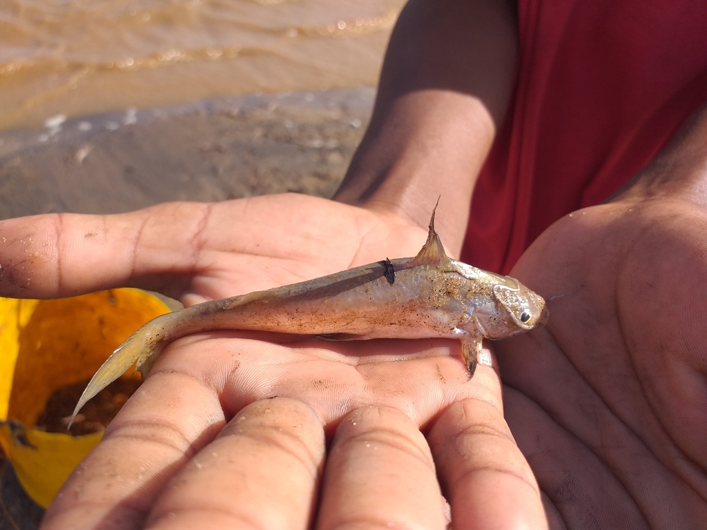African Sea Catfish (Arius africanus) - Marine Life Identification