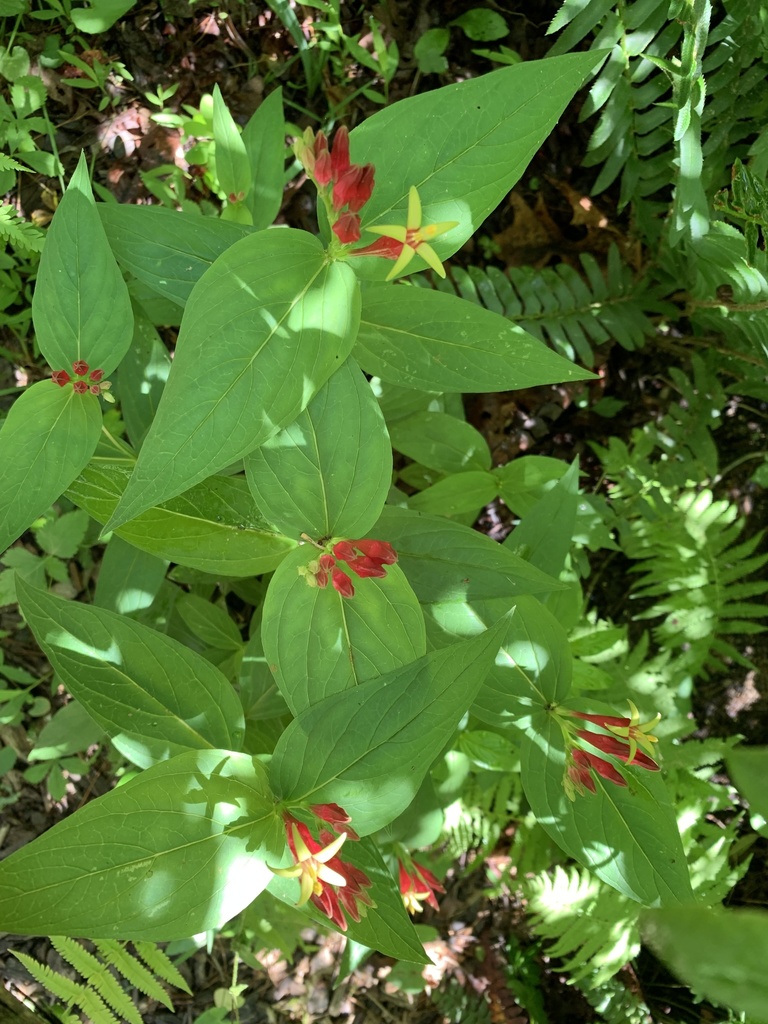 woodland pinkroot in June 2021 by Crystal Phelps · iNaturalist
