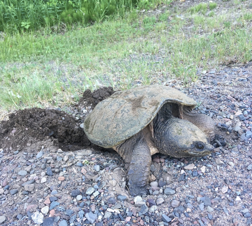 Common Snapping Turtle from CR-157, Barnum, MN, US on June 12, 2021 at ...
