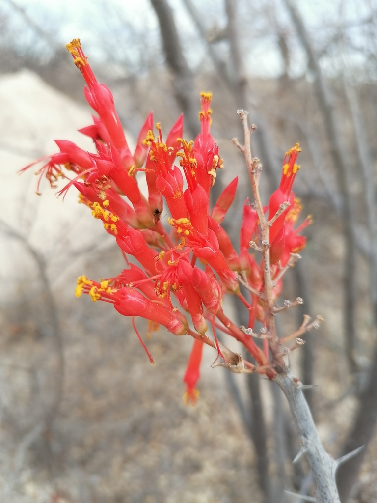 Adam's tree from San José del Cabo on June 13, 2021 at 06:58 PM by ...