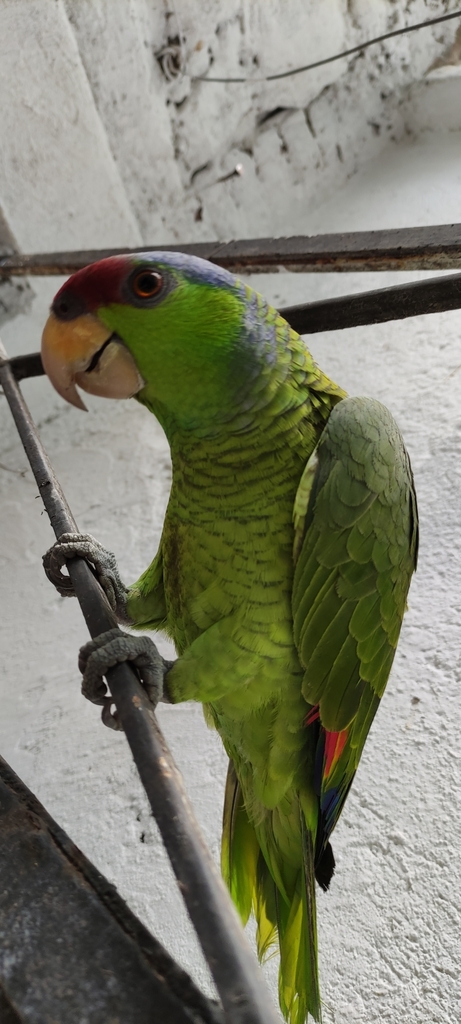 Lilac-crowned Parrot in June 2021 by Joaquín Martínez · iNaturalist