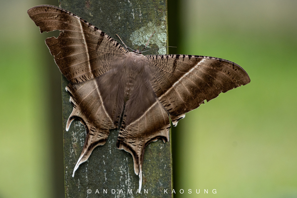 Tropical Swallowtail Moth from ตำบล หินตั้ง อำเภอเมืองนครนายก นครนายก ...