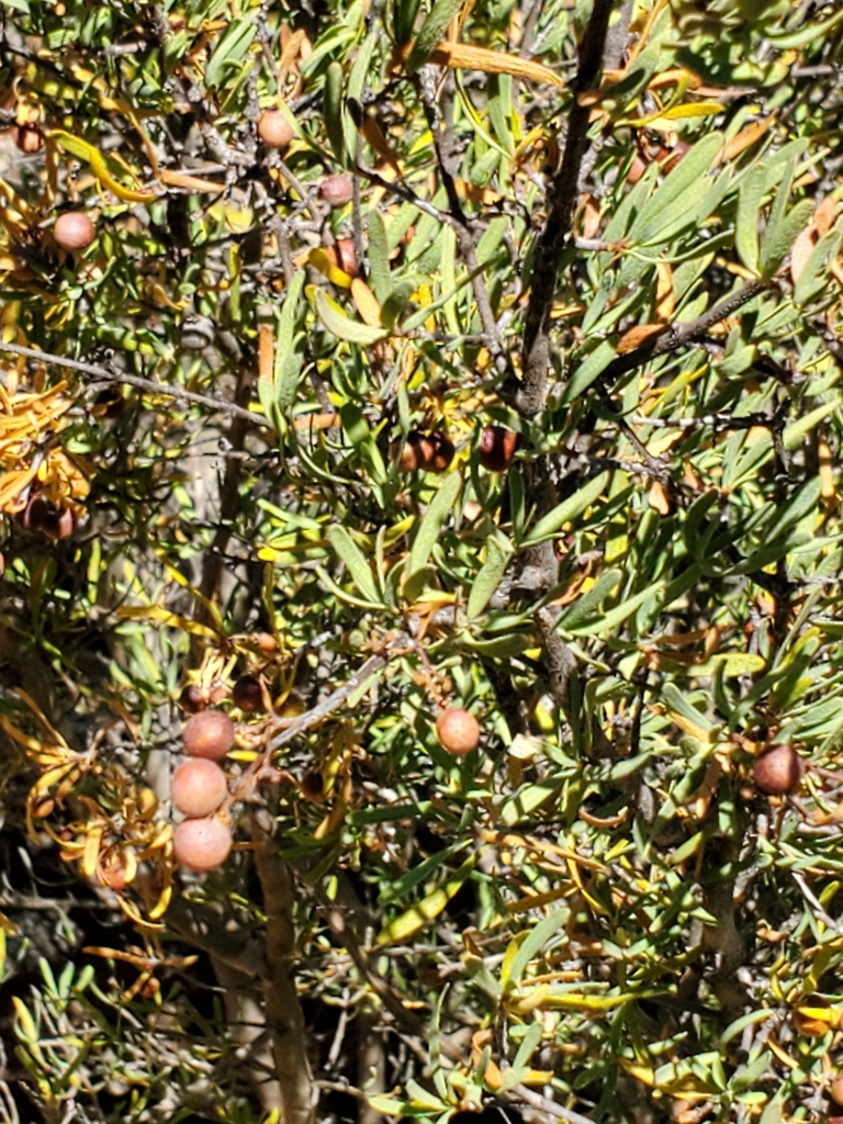 Bushrue from Poway, CA 92064, USA on June 13, 2021 at 01:44 PM by Derek ...