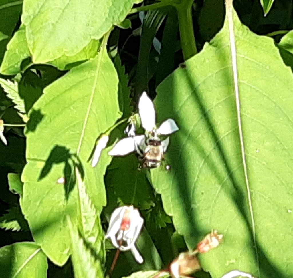 Abrupt Digger Bee from Millstadt, IL 62260, USA on June 14, 2021 at 06: ...
