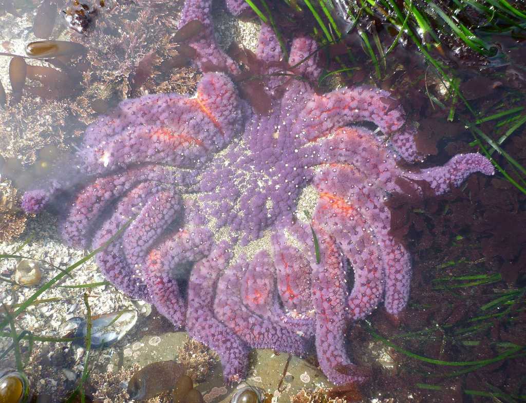 Sunflower Sea Star from Princeton, California, United States on June 07 ...