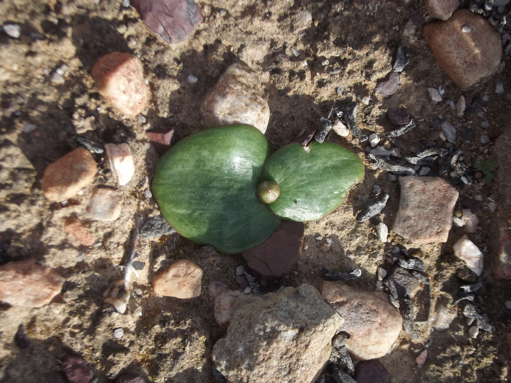 Hedgehog Lily from South Cape DC, South Africa on June 12, 2021 at 10: ...