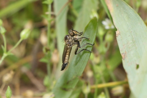 Dysmachus bifurcus · iNaturalist