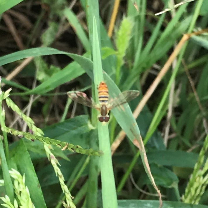 Maize Calligrapher from PCPP on September 09, 2020 at 10:24 AM by ...