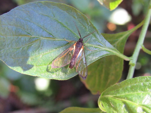 Diptilon aterea · iNaturalist Mexico