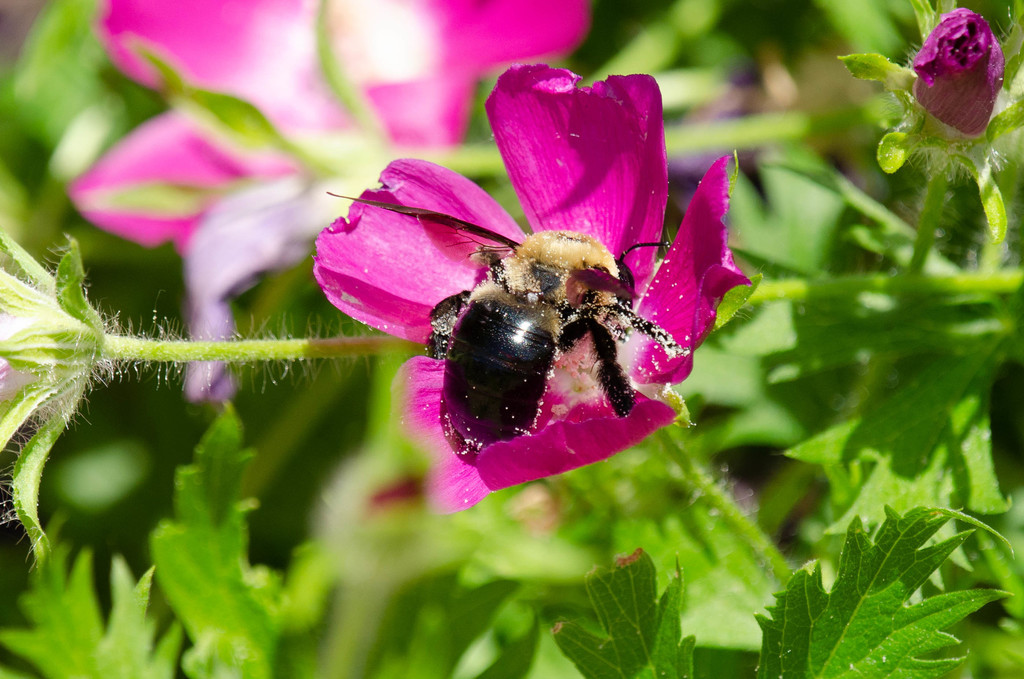 Eastern Carpenter Bee from The Southampton, St. Louis, MO 63109, USA on ...