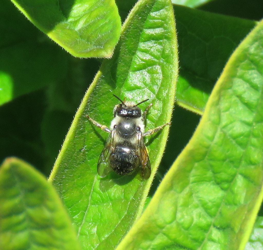 Orange-tipped Wood-digger from Sarnia, ON, Canada on June 14, 2021 at ...