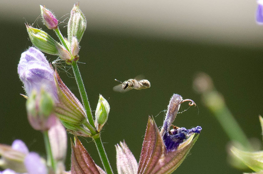 Metallic Sweat Bees from The Southampton, St. Louis, MO 63109, USA on ...