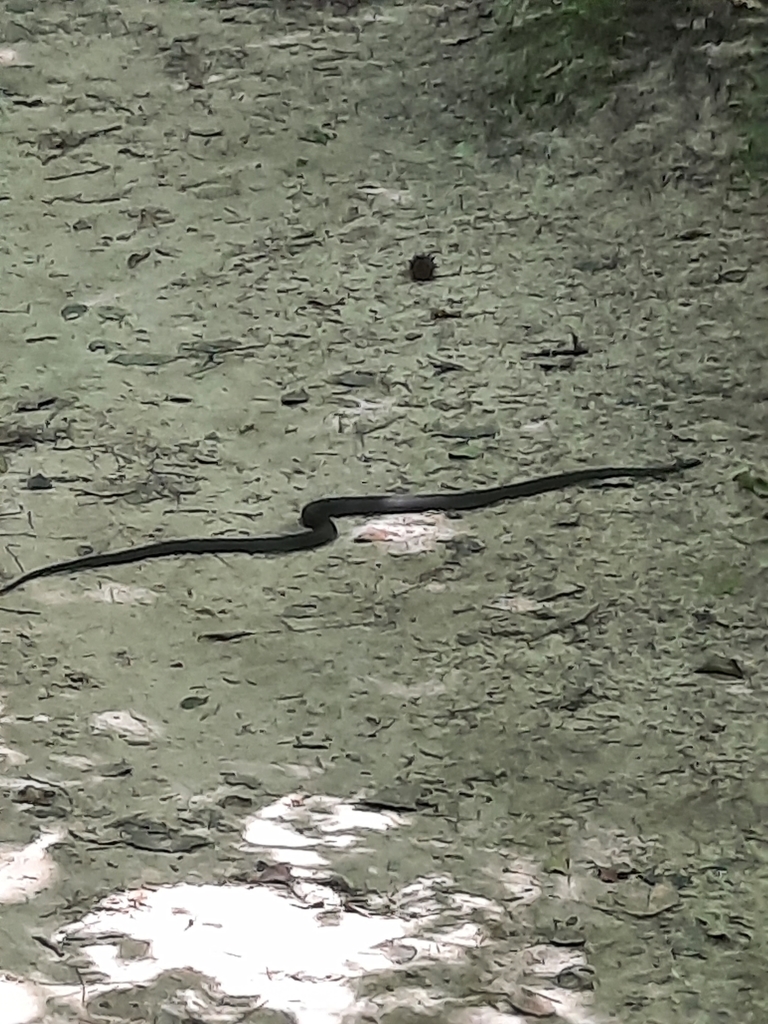 Colubrine Snakes from Raven Rock State Park on June 13, 2021 at 01:38 ...