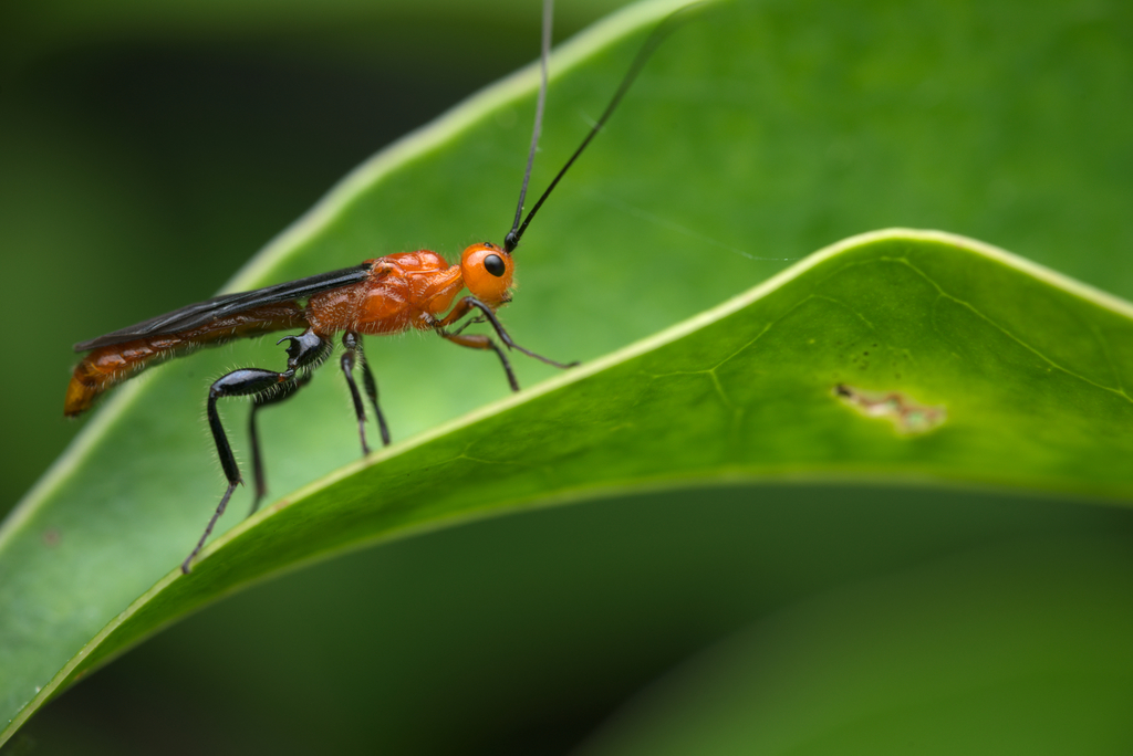 Zombrus bicolor in June 2021 by Panagiotis Dalagiorgos · iNaturalist