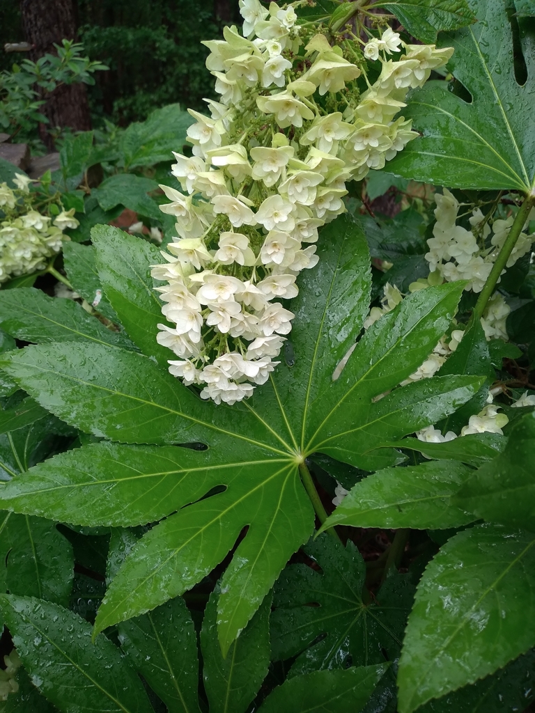 oakleaf hydrangea from Kosciusko, MS 39090, USA on June 5, 2021 at 03: ...