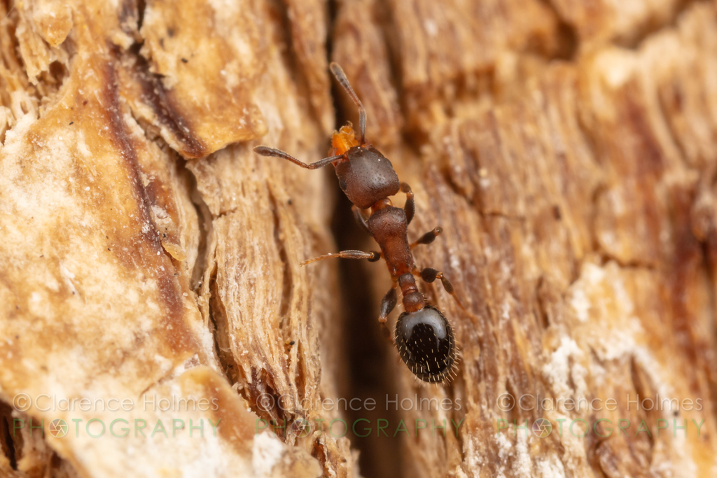 Schaum's Acorn Ant in June 2021 by Clarence Holmes · iNaturalist
