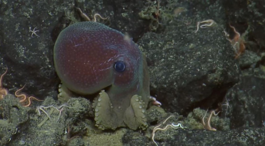 Deep-sea Octopus (Seamounts of Canada's Large Offshore Pacific Area of ...