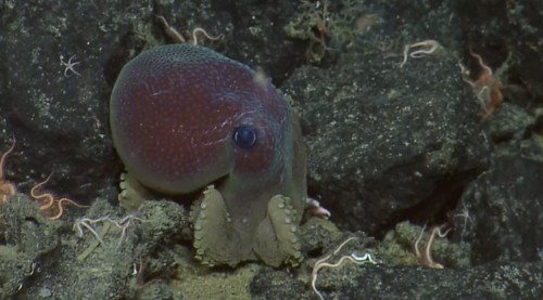 Deep-sea Octopus (NorthEast Pacific Deep Exploration Project (a MLNEP ...