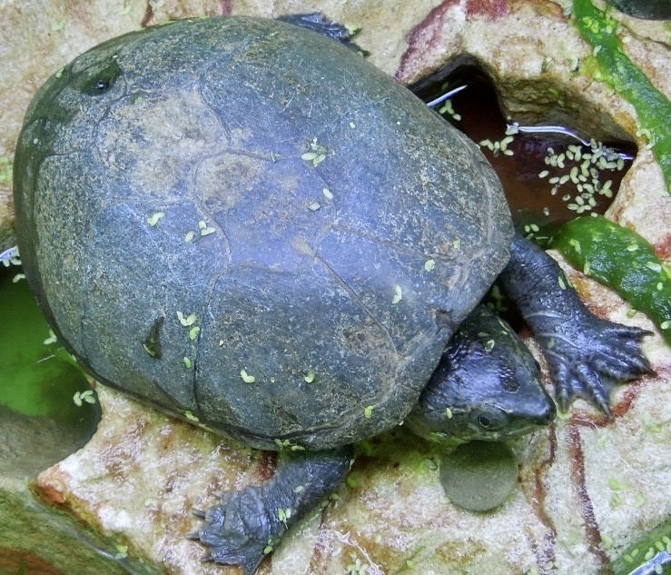 Eastern Musk Turtle from Canoe Ct, Newark, DE, US on February 05, 2014 ...