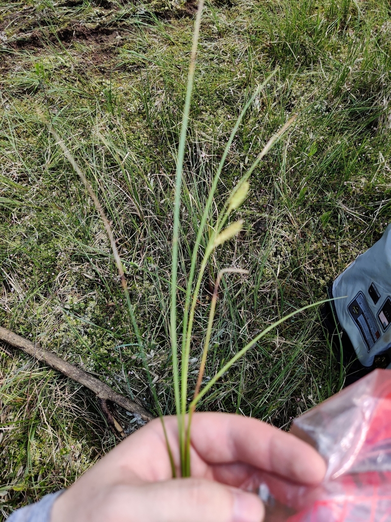 beaked sedge from Solnechnogorskiy rayon, RU-MS, RU on June 15, 2021 at ...