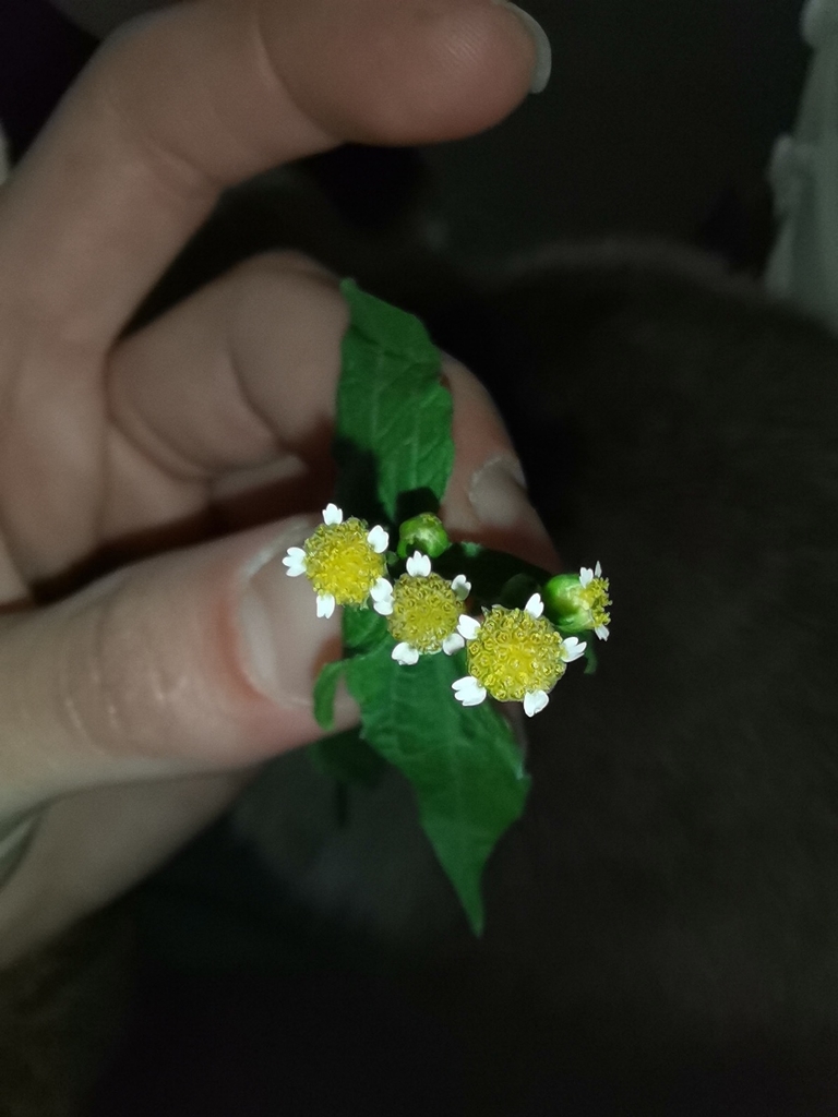 Gallant Soldier from South Africa on June 09, 2021 at 02:49 PM by ...