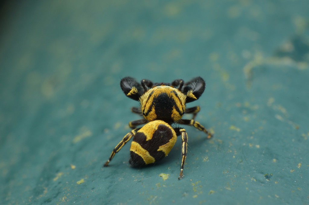 Wasp-mimic Jumping Spider from Tai Po, HK on February 20, 2018 by 原生 ...