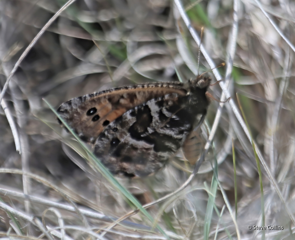 Uhler's Arctic from Kidder County, ND, USA on May 31, 2021 at 02:20 PM ...