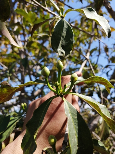 Ternstroemia maltbya · iNaturalist