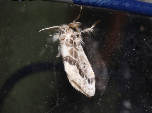 Genus Paraproctis · iNaturalist