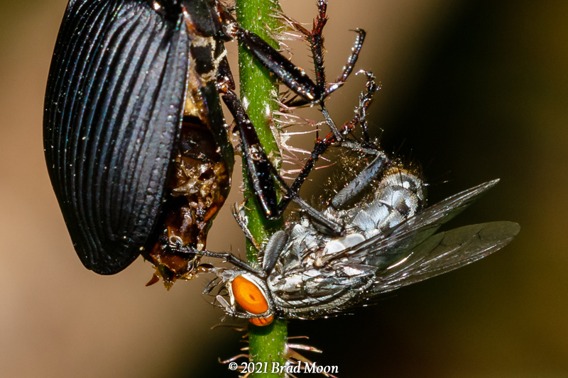 Calyptrate Flies in June 2021 by Brad Moon. Feeding on a beetle that ...