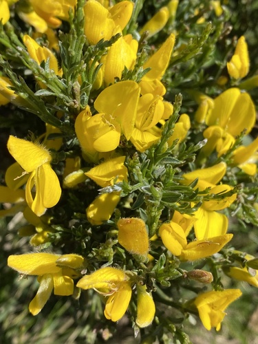 Genista legionensis · iNaturalist